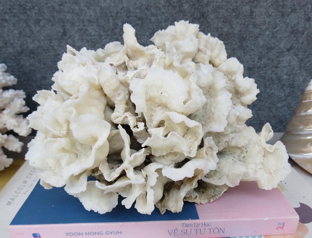 Real White Coral is Very Beautiful Shape, Large Natural Coral, Real ...