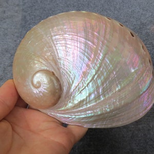 Large 12-15cm Abalone Shell, Beautiful Color Abalone. White Abalone ...