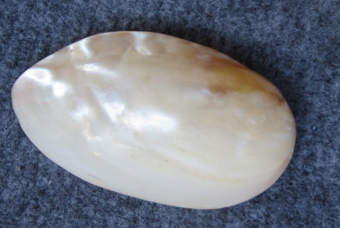 Golden Mussel Shell,the Golden Mussel Shell is Polished to Reveal the ...