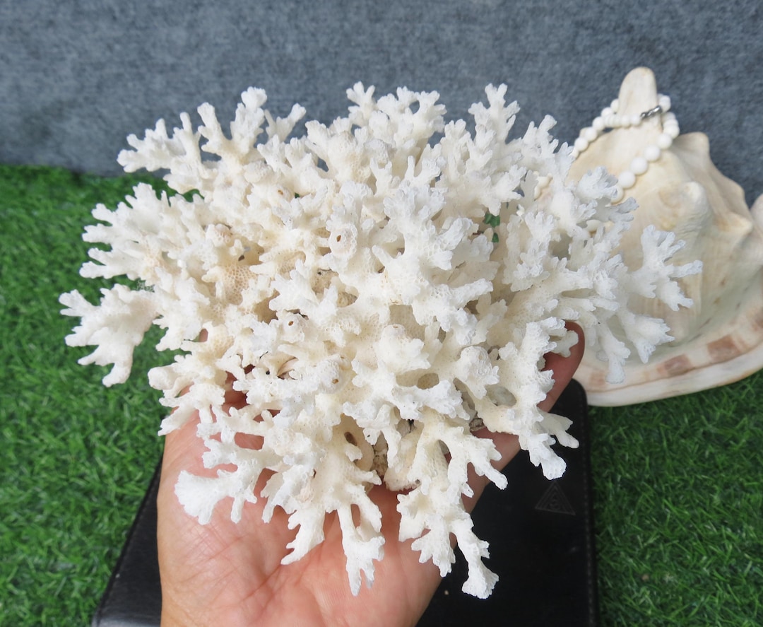 Beautiful White Coral Tree, Natural Sea Coral, Coral Decorate Fish Tank ...