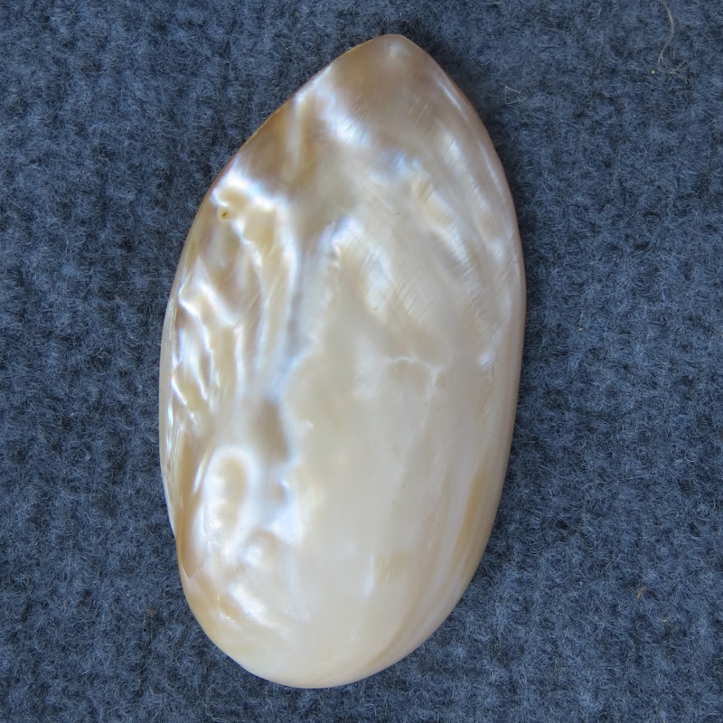 Mussel Shells - Etsy