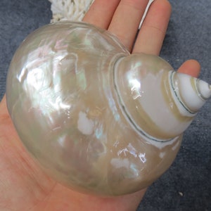Large Conch Shell, Beautiful Large Shells, Home Decoration Snail Shells ...