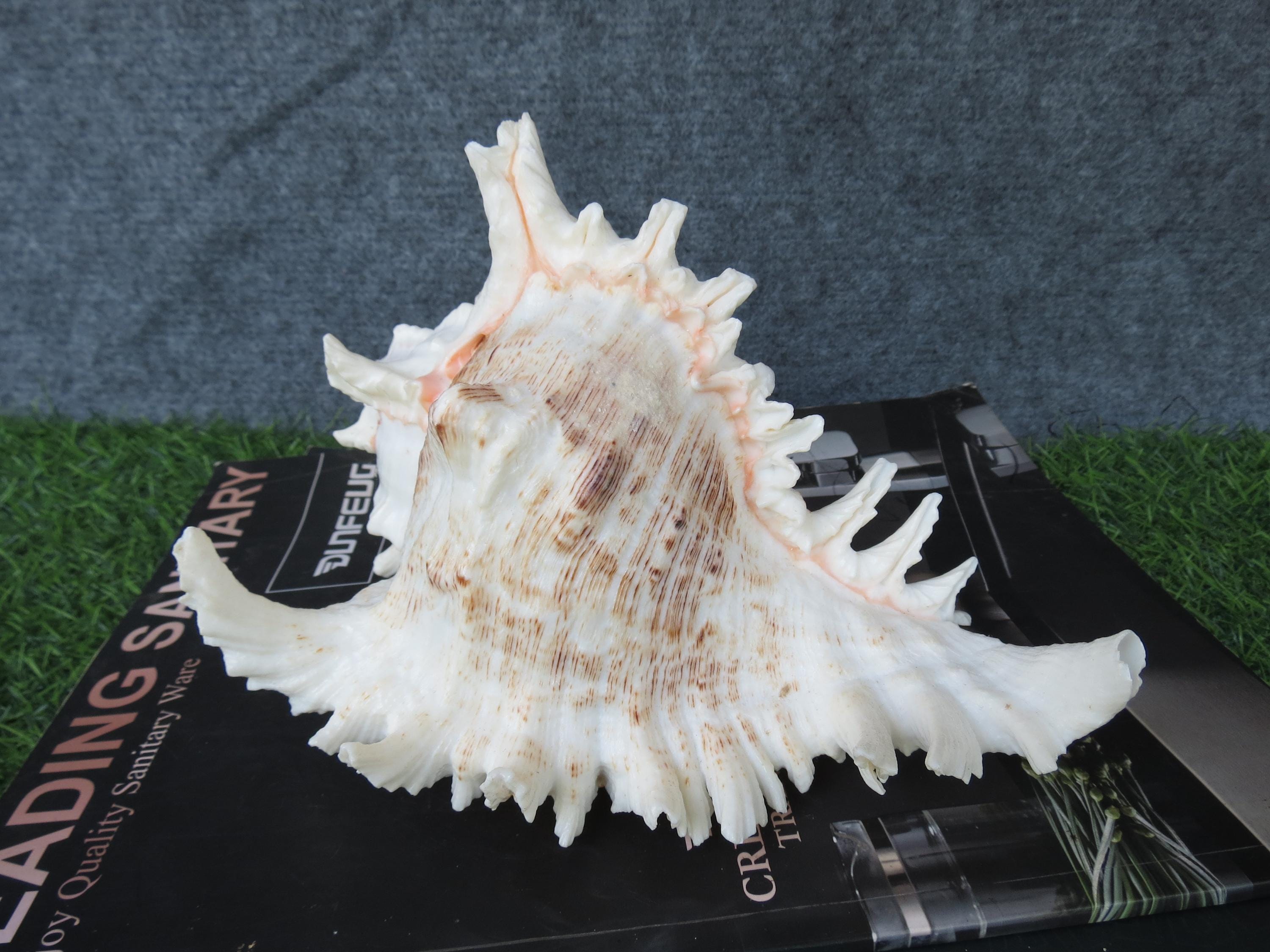 Cassis Cornuta Sea Shell, Spiny Turbo Snail, Conch Shell, Natural Sea ...