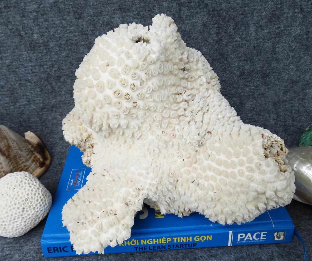 Big Natural Coral, Unique Shape, Beautiful Shape, Rare Coral, Unique ...