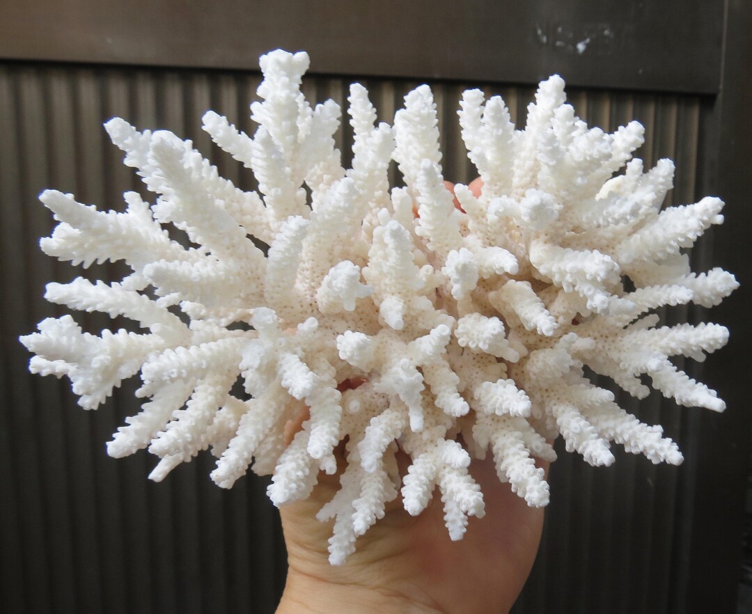 Real Coral, Beautiful Natural Coral, Marine Coral, Aquarium, Decorative ...