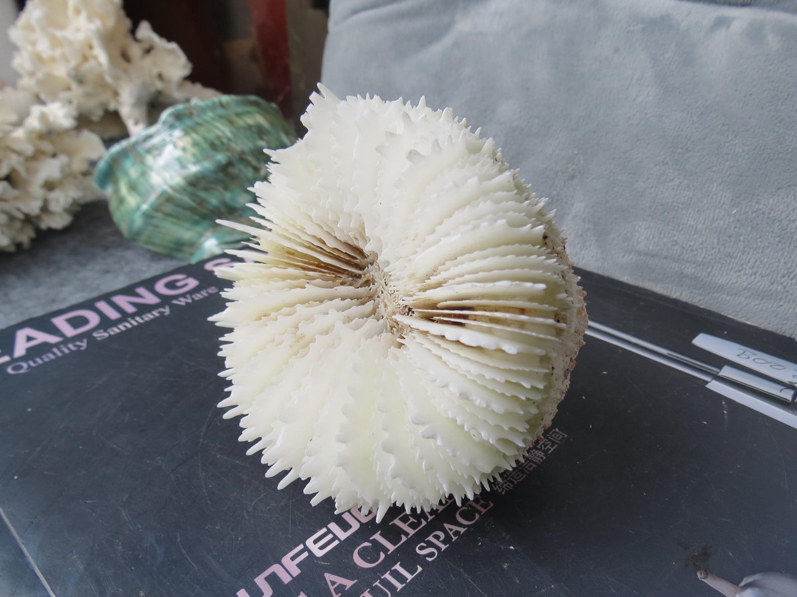 Real White Coral is Very Beautiful, Natural Coral Flower Shape, Very ...