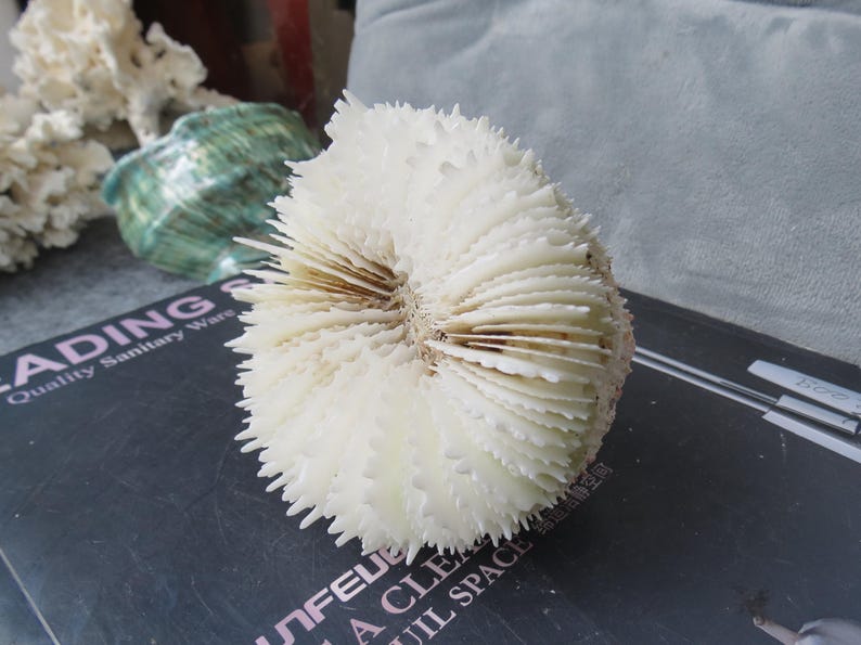 Real White Coral is Very Beautiful, Natural Coral Flower Shape, Very ...