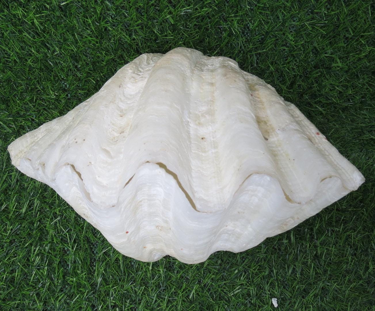 Pair of Clam Shells 20-22cm Giant Clam Tridacna, Pearl-turned Seashells ...