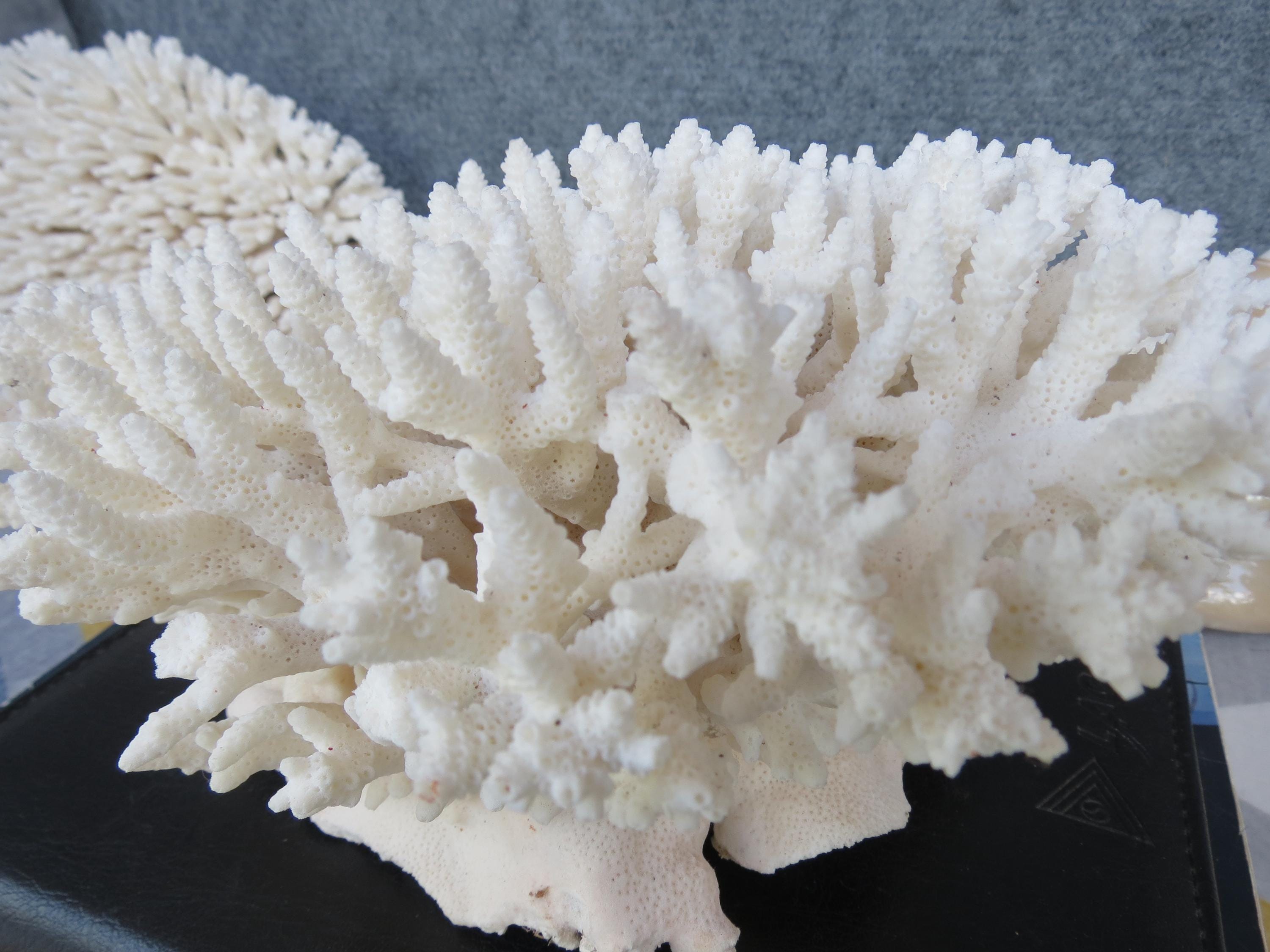 Real White Coral is Very Beautiful, Natural Coral, Very Special ...