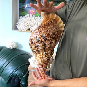 Large Natural Sea Shell Size 40 Cm, Trumpet Triton Seashell , Lovely ...