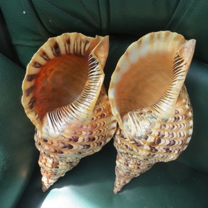 1 Pair of Trumpet Shells ,trumpet Shell, Large Snail Shell, Decorative ...