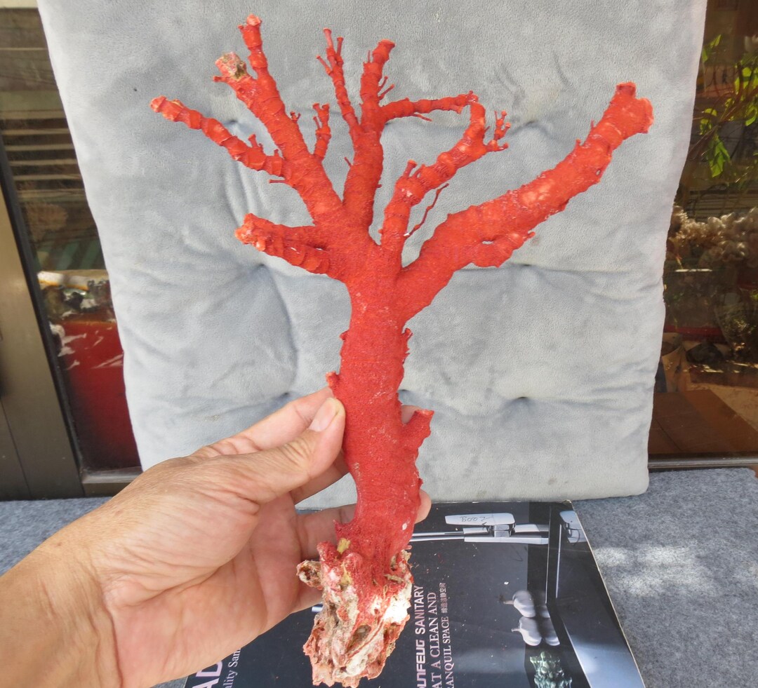 Red Coral Branch, Red Coral Tree, Natural Coral, Real Coral, Coral ...