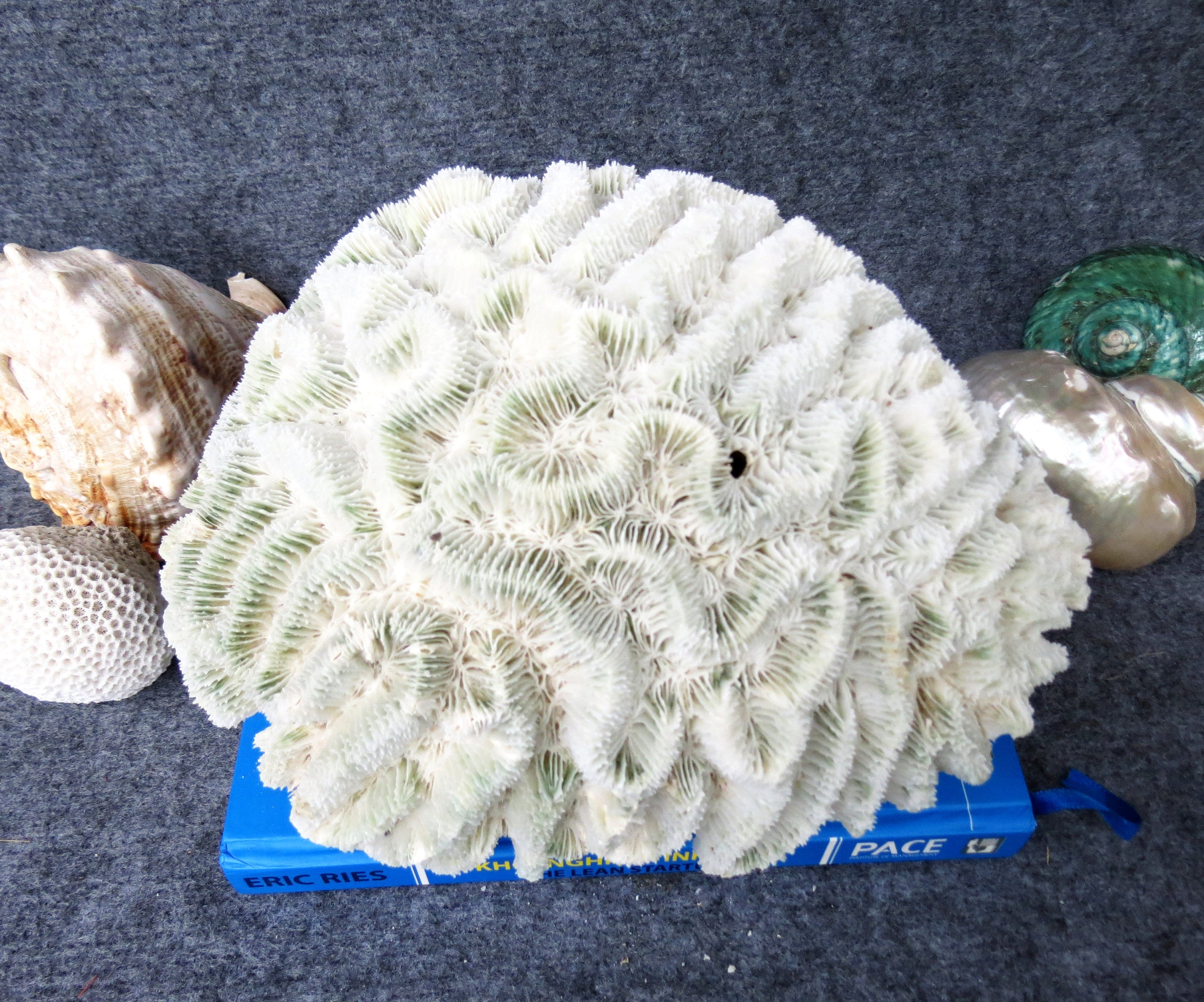Super Big Coral 3kg, Beautiful Shape, Natural Color, Unique Corals ...