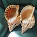 Natural Trumpet Triton Ammonite Decoration Big Seashell Decocsea Shell ...