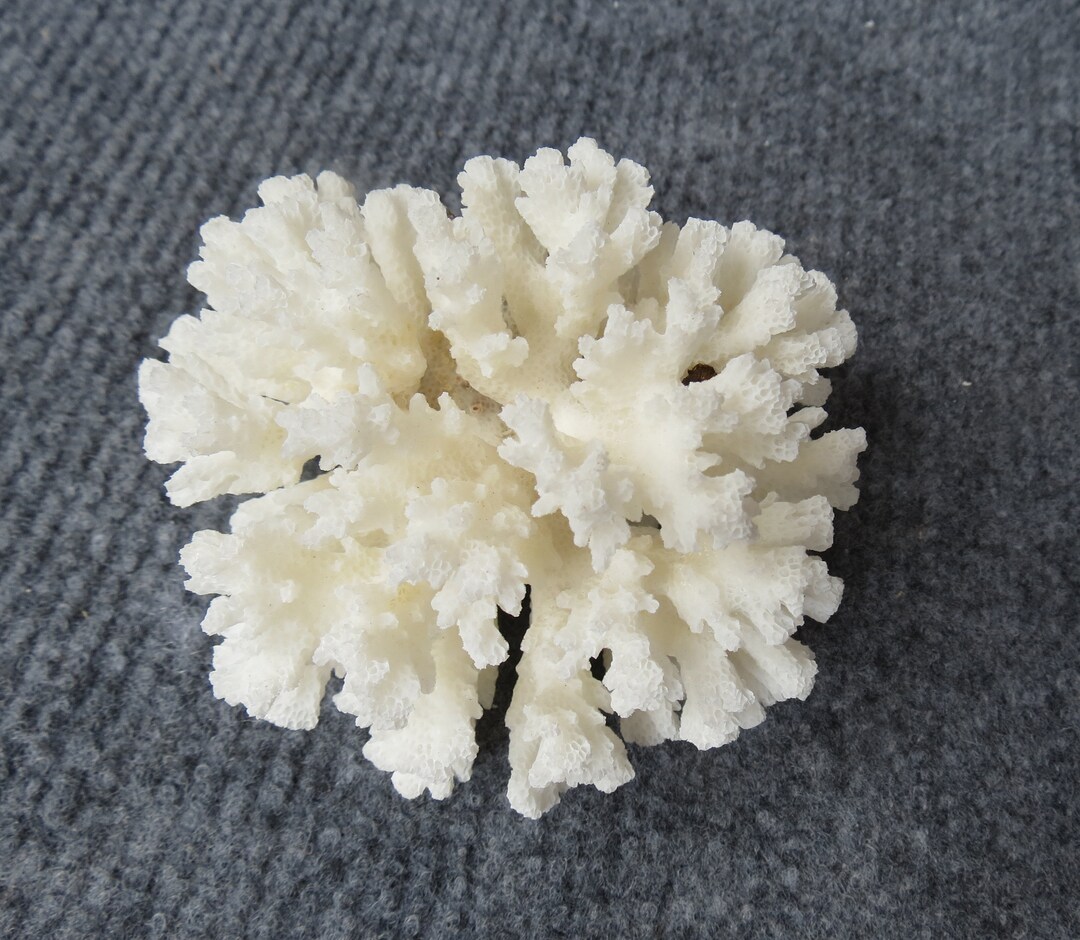Real Coral, Beautiful Natural Coral, Marine Coral, Aquarium, Decorative ...