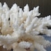 Real Coral, Beautiful Natural Coral, Marine Coral, Aquarium, Decorative ...