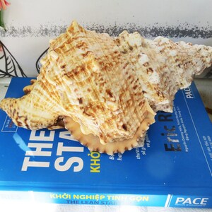 Tutufa Bubo Seashell | Conch Shell | Natural Large Shells | Tutufa Bubo ...