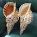 1 Pair of Trumpet Shells ,trumpet Shell, Large Snail Shell, Decorative ...