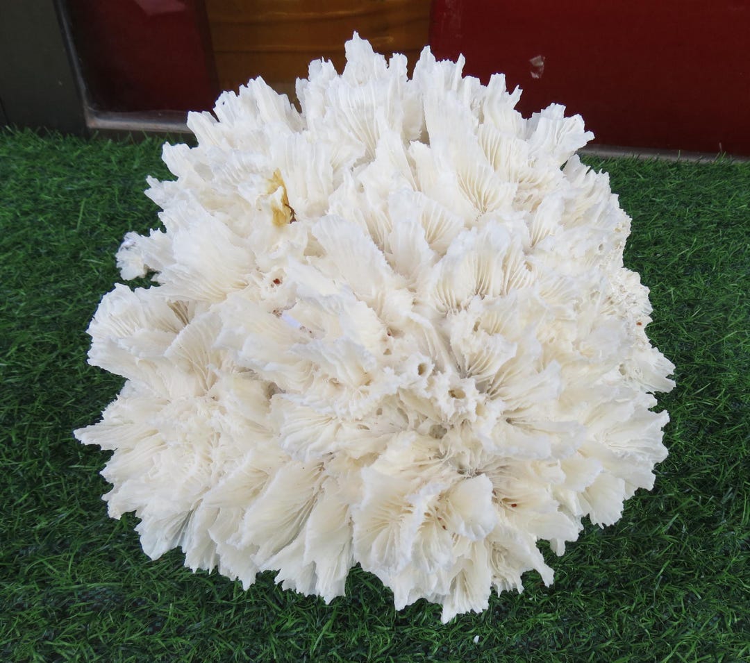 White Coral, Natural Coral,real Coral,very Beautiful Swirling Coral ...
