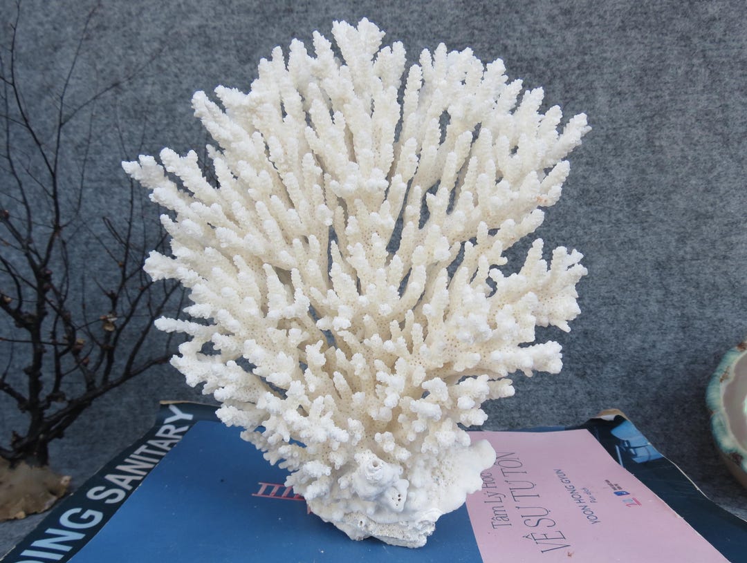 Real White Coral is Very Beautiful, 6.3 Inch, Decorative Corals for ...
