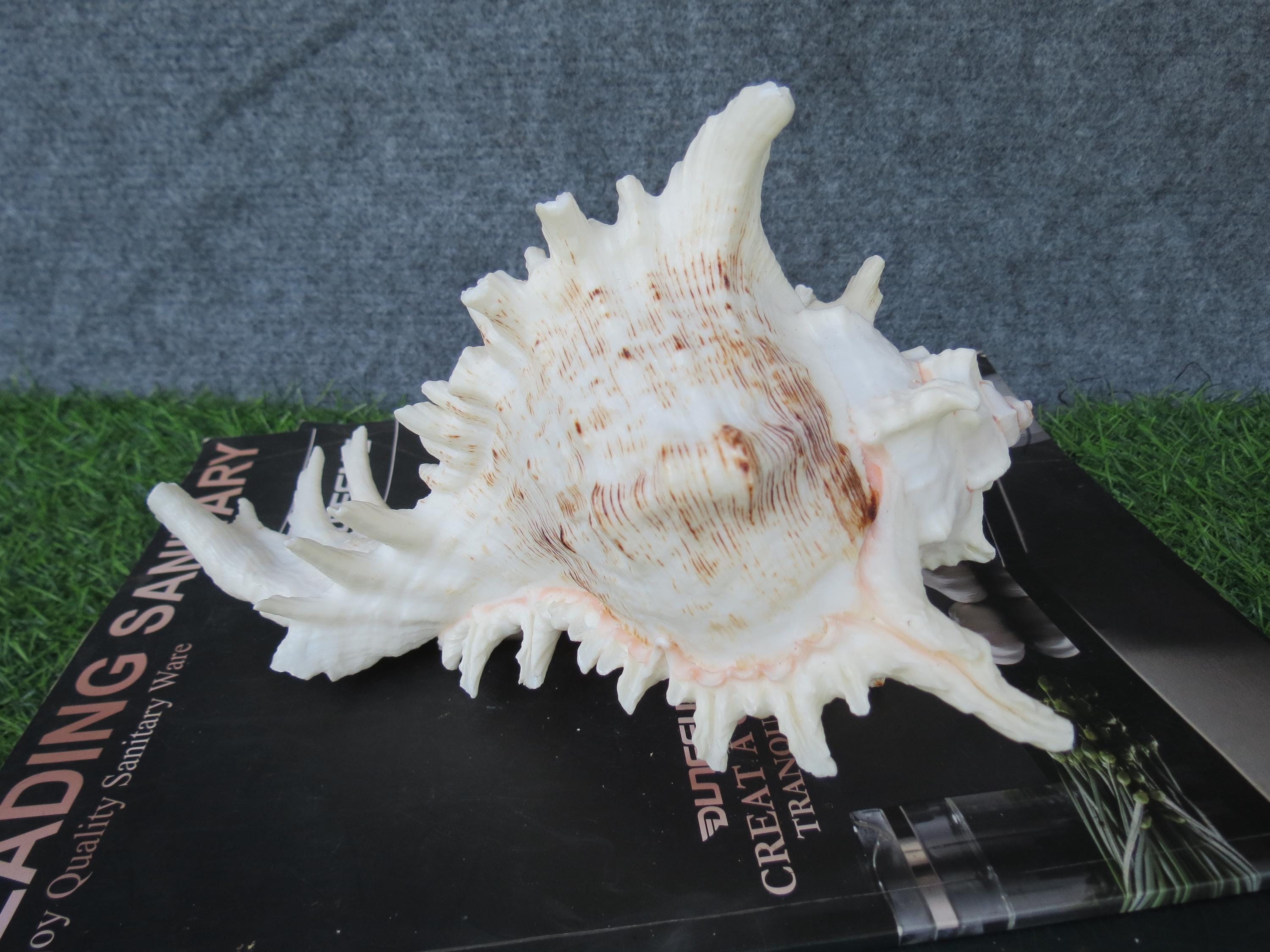 Cassis Cornuta Sea Shell, Spiny Turbo Snail, Conch Shell, Natural Sea ...