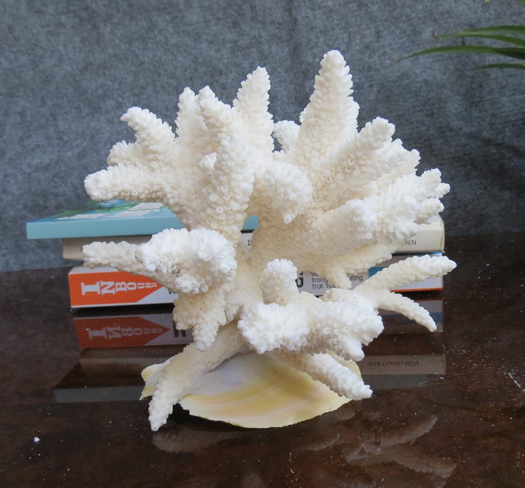 Real Coral, White Natural Coral, Decorative Coral, Beautiful Natural ...