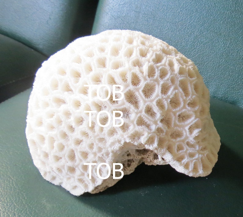 Real Big Coral, Natural White Coral in the Shape of a Hat,rare Corals ...