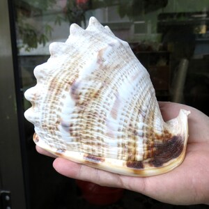 Large Natural Sea Shell, Queen Helmet, Large Helmet Snail, Decor, Ocean ...