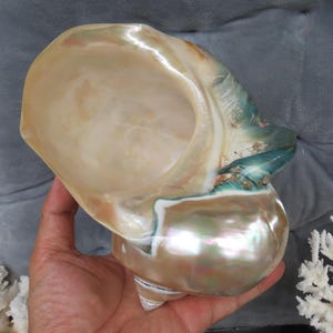 Large Giant Green Marmoratus Turban Shell, Large Conch Shell, Turbo ...