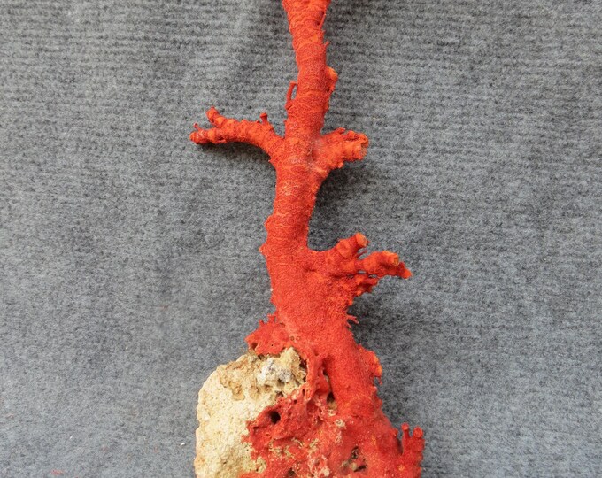 15 X5.1/2x3 Inches) Red Coral | Natural Coral | Real Coral | Coral ...