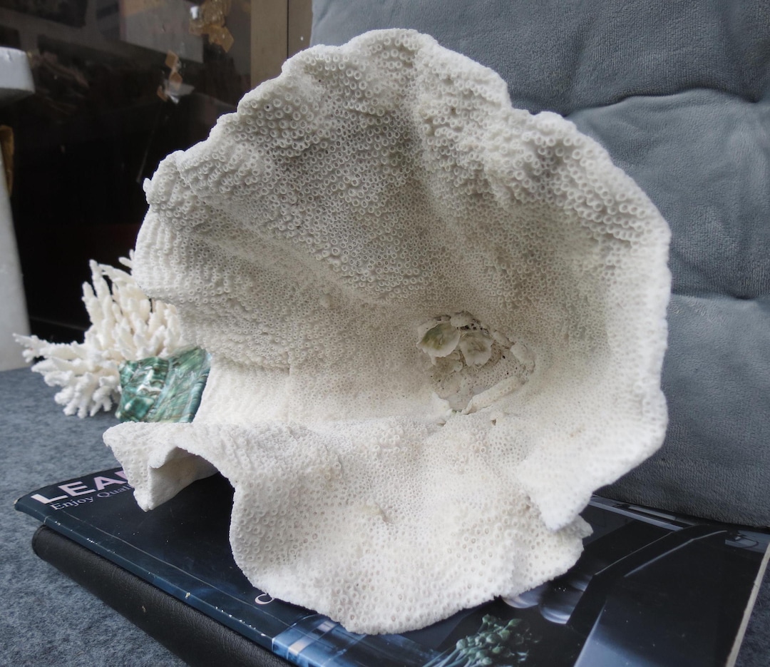 Real Coral, Funnel Coral, Beautiful Natural Coral, Marine Coral ...