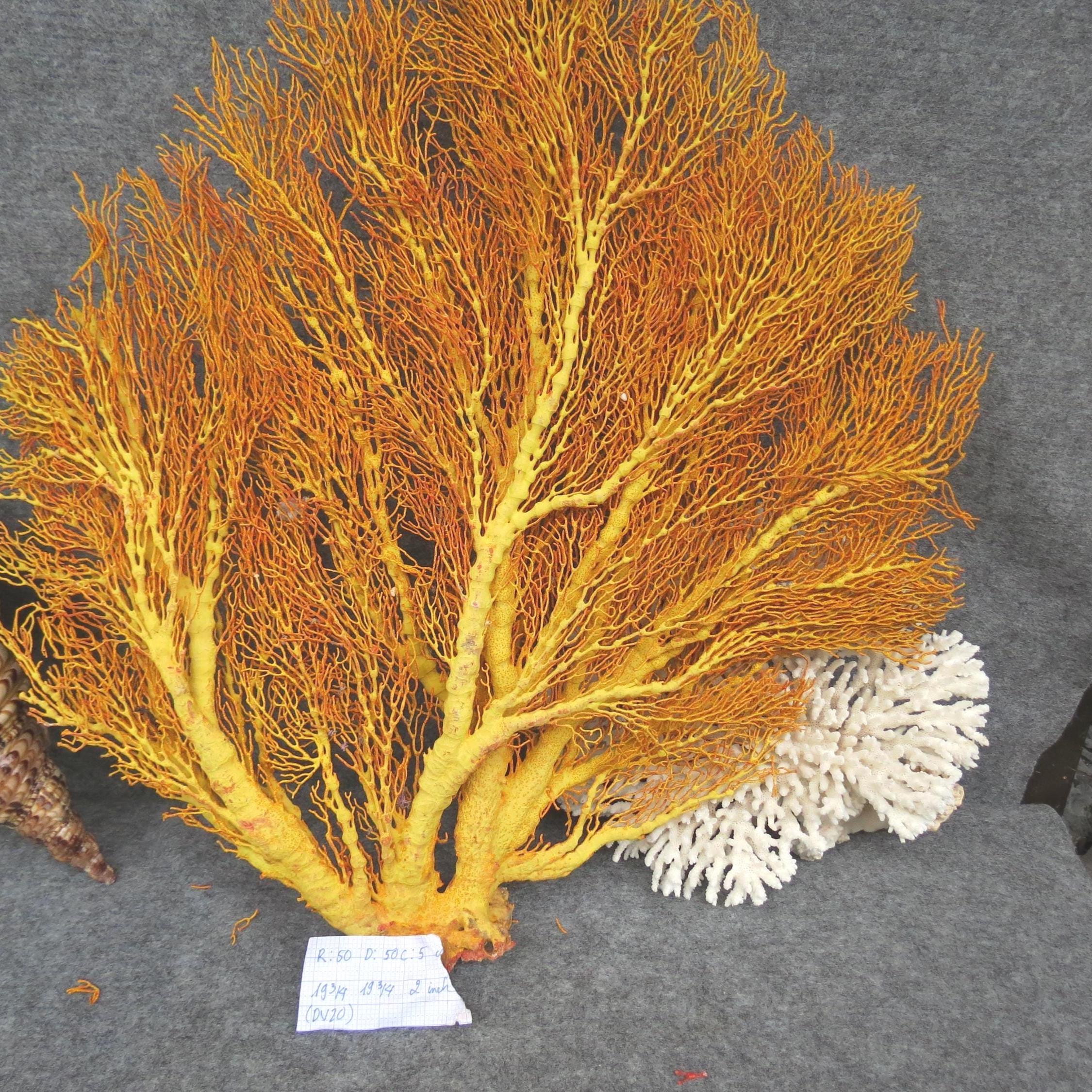 Real Red Coral for Home Decoration, Red Coral Tree, Beautiful Red Coral ...