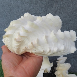 Pair of Tridacna Clam Shells Natural Large Seashell, Beautiful Vintage ...