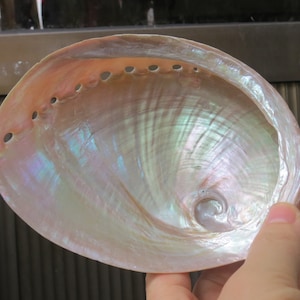 Large 12-15cm Abalone Shell, Beautiful Color Abalone. White Abalone ...