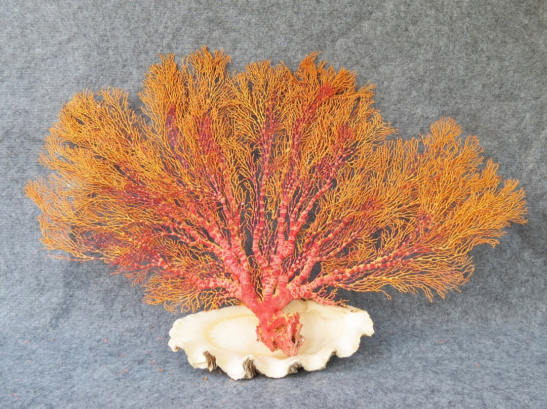 Big Red Yellow Coral Decor, Beautiful Natural Coral, Real Red Coral ...