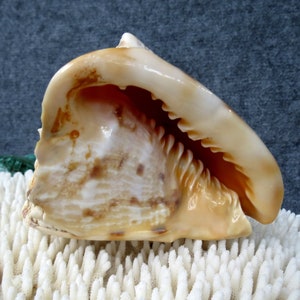 Large Natural Sea Shell, Queen Helmet, Large Helmet Snail, Decor, Ocean ...