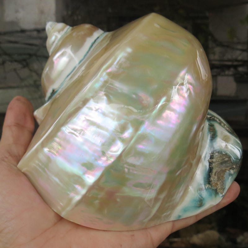 Hermit Conch Shells - Etsy