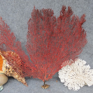 Red Coral Branch 13,7x6,7x4 Inches | Natural Coral | Real Coral | Coral ...