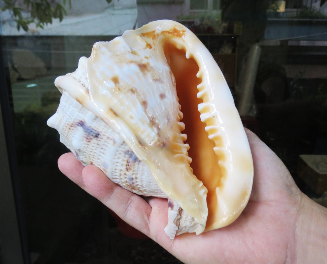 Large Natural Sea Shell, Queen Helmet, Large Helmet Snail, Decor, Ocean ...
