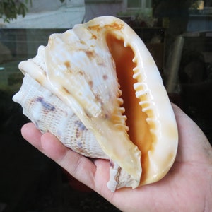 Large Natural Sea Shell, Queen Helmet, Large Helmet Snail, Decor, Ocean ...