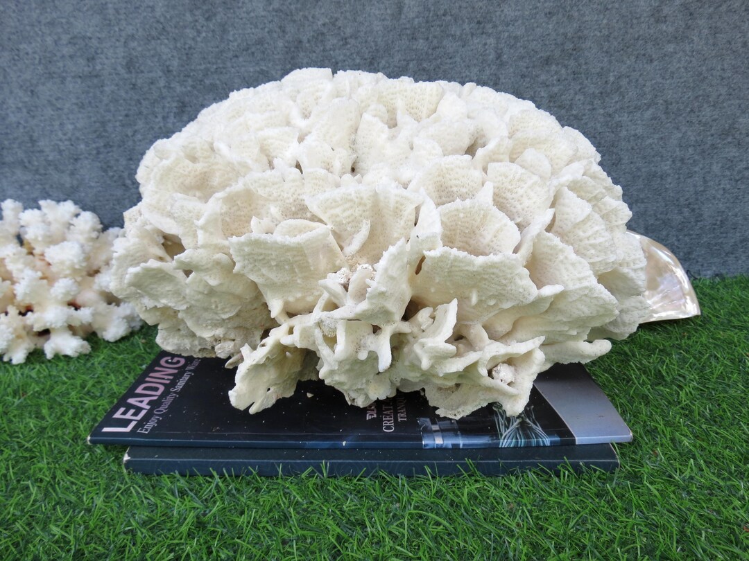 Super Big Coral Over 5kg, Beautiful Shape, Natural Color, Unique Corals ...