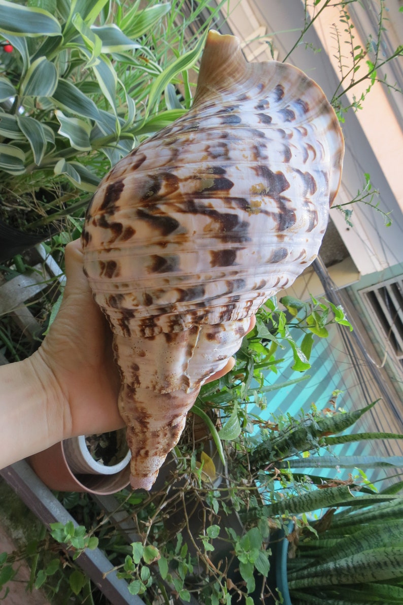 Natural Trumpet Triton Ammonite Decoration Big Seashell - Etsy