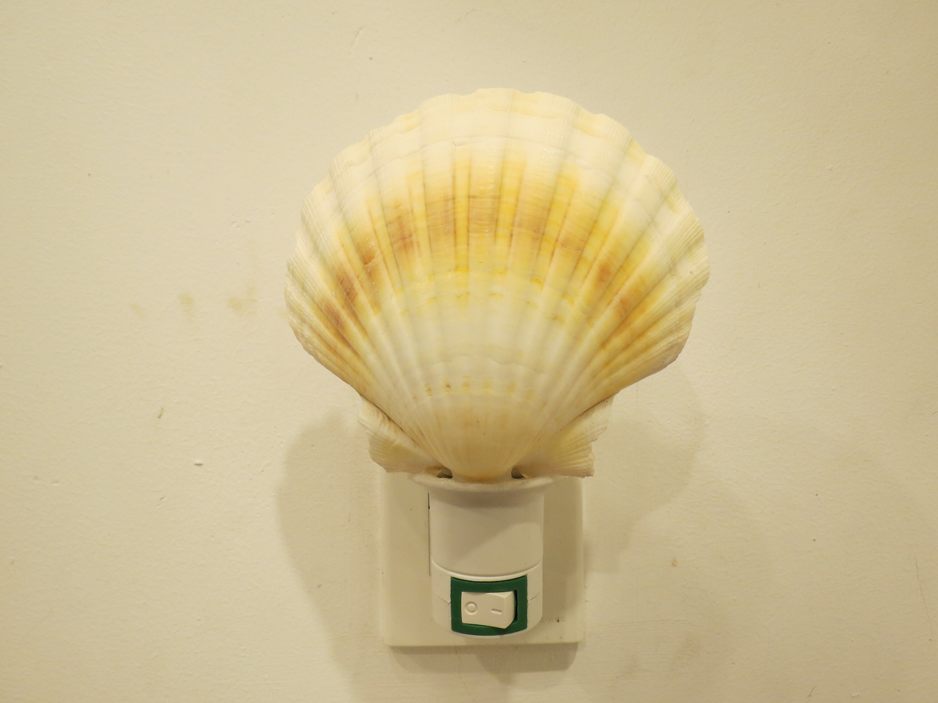 Great Bathroom Night Light, Clam Lamp, Night Light With Shellfish, Sea ...