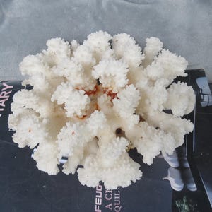 Real White Coral 21cm, Natural Coral Tree, Aquarium Decoration, Coral ...