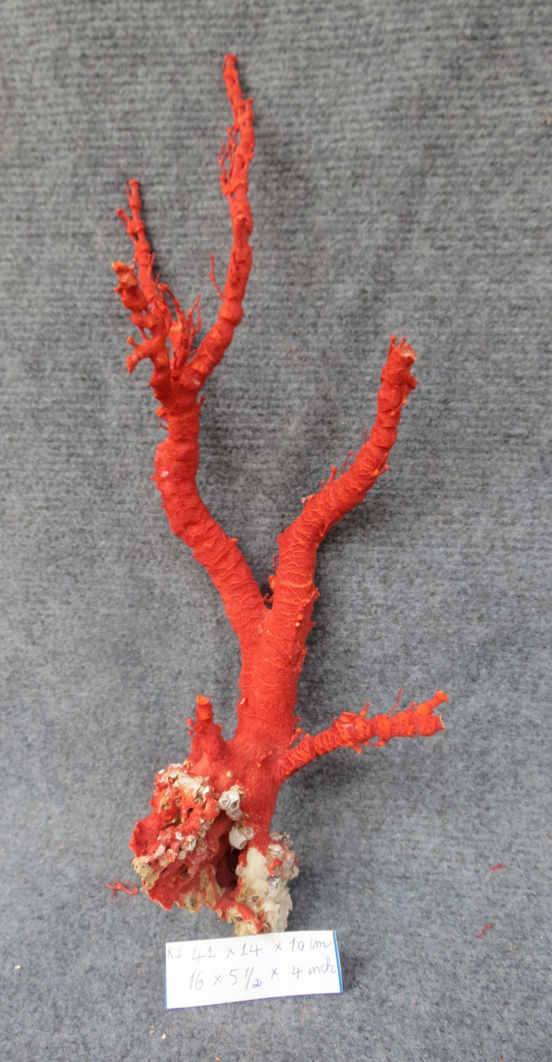 Red Coral Tree Decor, Beautiful Natural Coral, Real Red Coral , Marine ...