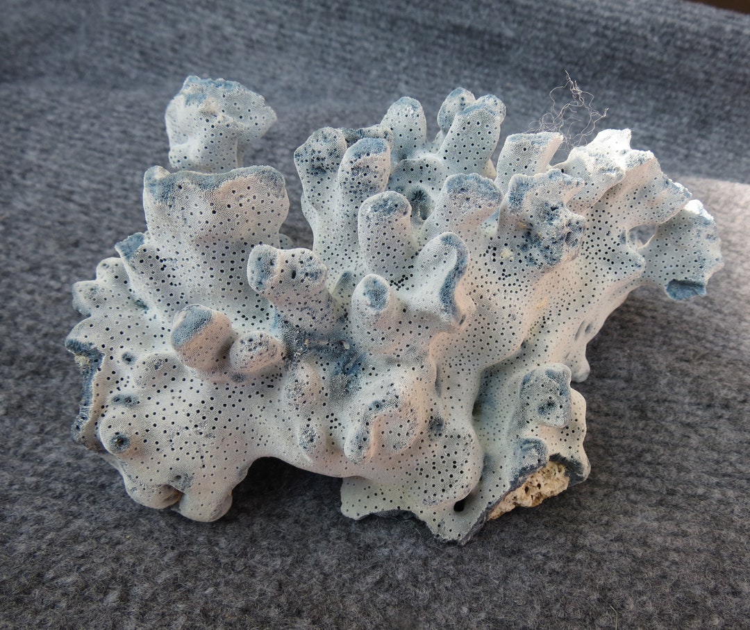 Real Blue Coral, White Coral Beautiful Natural Coral, Marine Coral ...