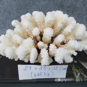 Real Coral 27cm, Natural White Coral Tree, Aquarium Decoration, Coral ...