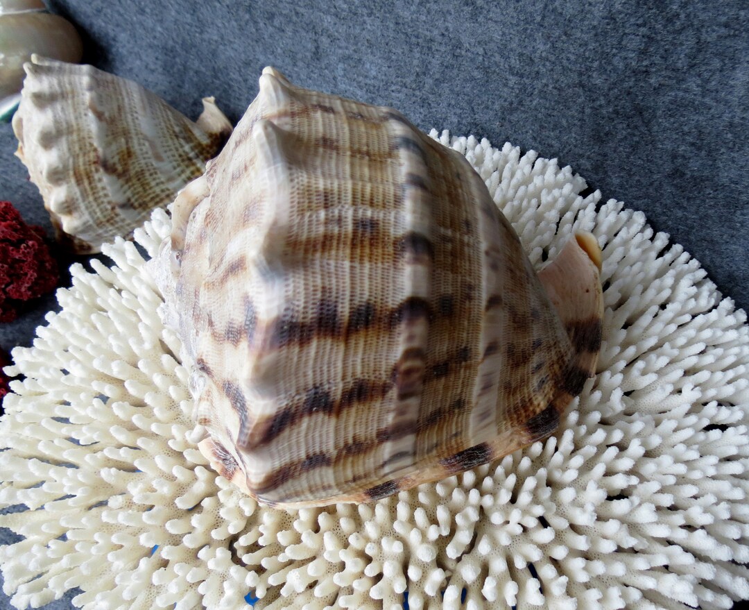 Helmet Shell, Big Shell Cassis Cornuta, Lovely Big Sea Shell for Home ...