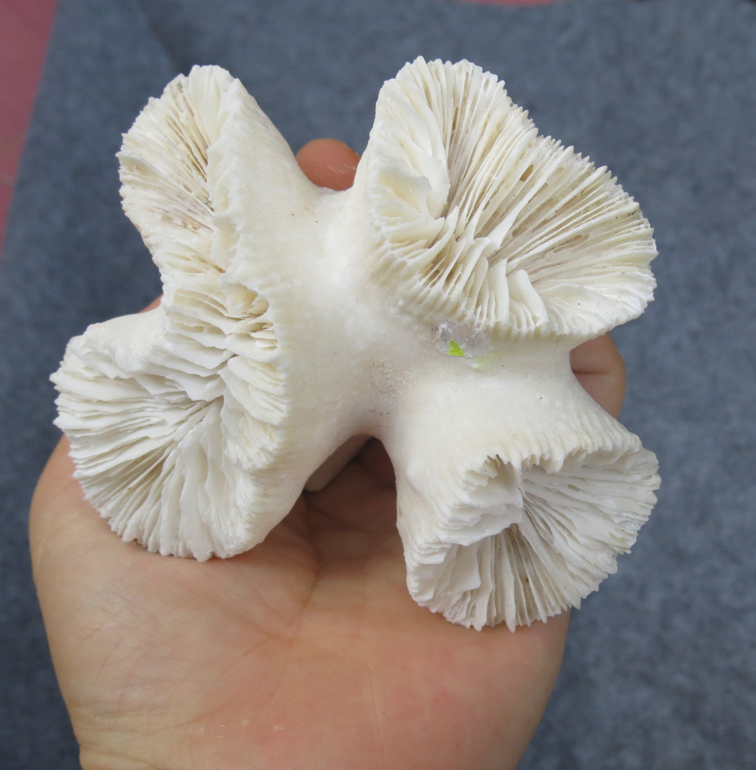 Real Coral Anemone Bone Coral Beautiful Natural Coral Marine - Etsy