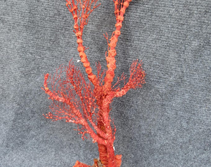 Coral, Real Coral,beautiful Natural White Coral,natural Coral Tree - Etsy